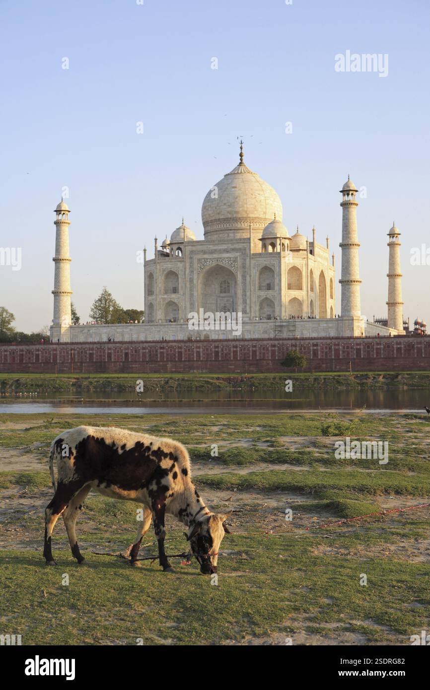 Cow grazing at Taj Mahal Seventh Wonders of World on south bank of ...