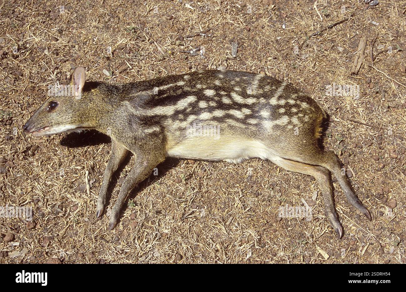 Wild Animal, Mouse Deer (Dead Body), Nivatii, Malvan, Maharashtra ...