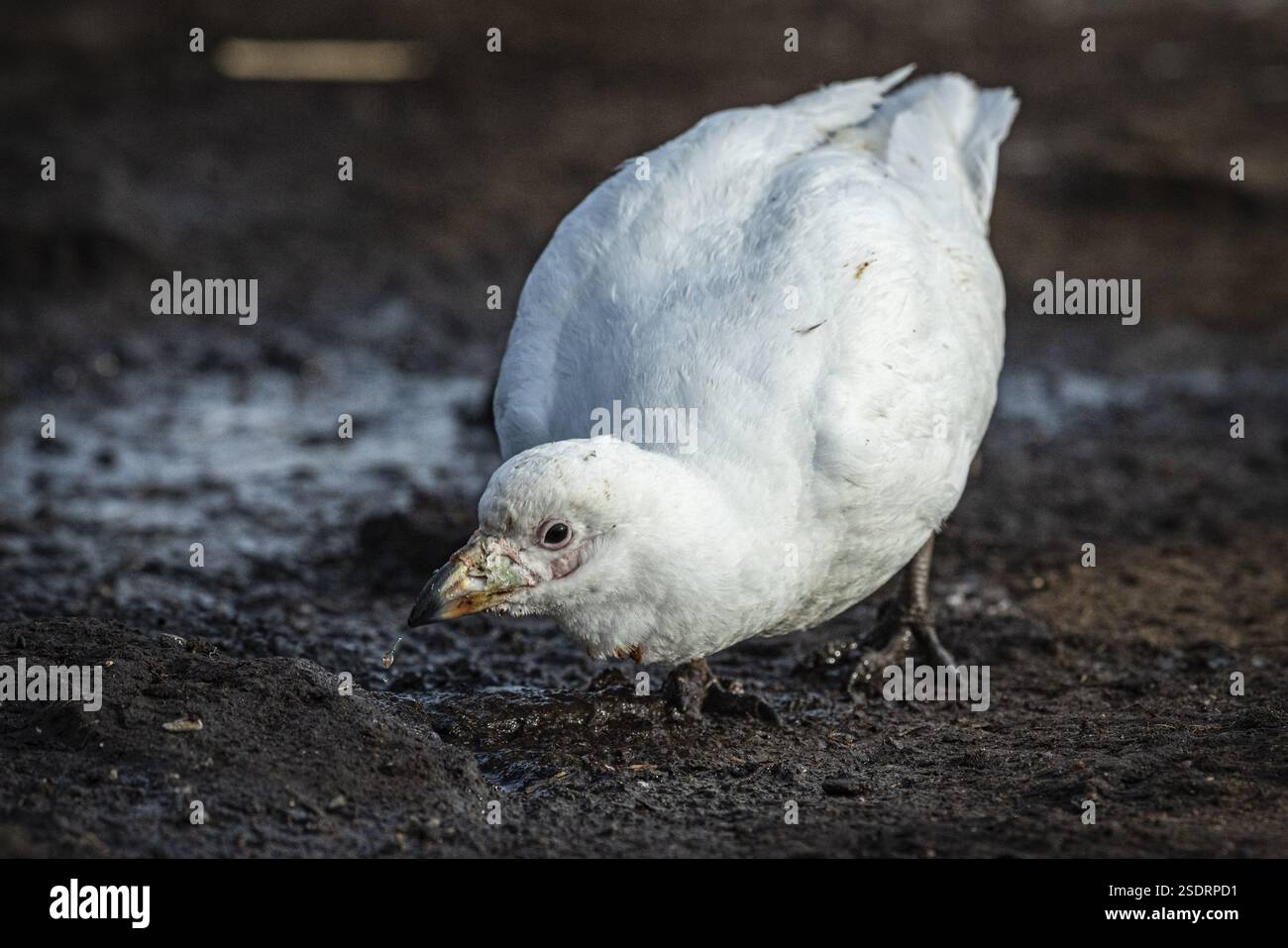 White-faced sheathbill (Chionis alba), drinking at a water source ...