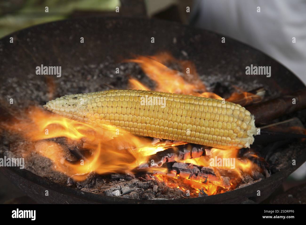 Golden corns, maize kept on coal fire orange flames for roasting ...