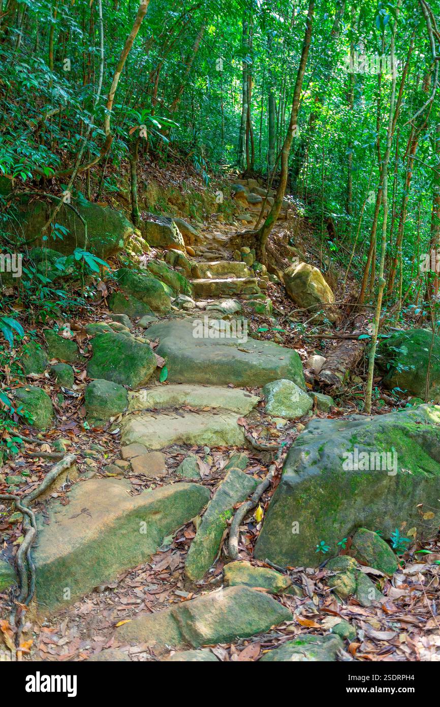 The path in the tropical jungles of South East Asia Thailand Koh Chang ...