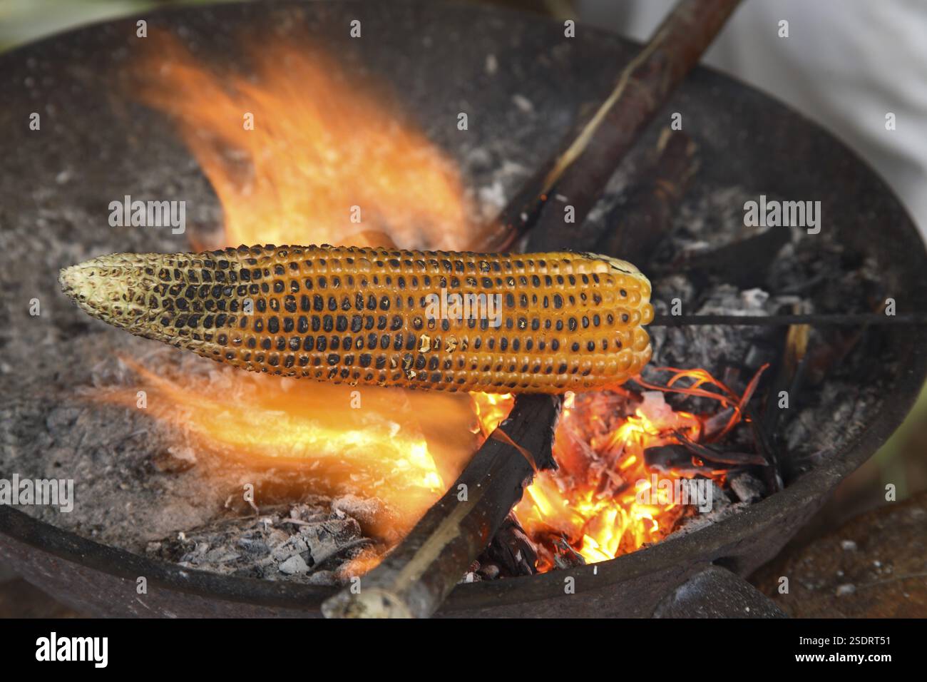 Golden corns, maize kept on coal fire orange flames for roasting ...