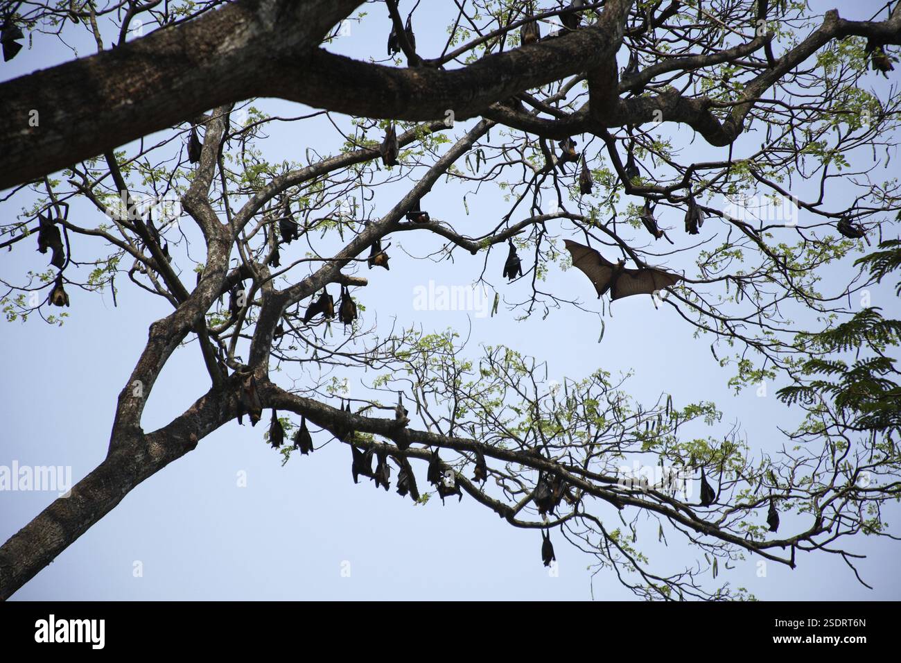 Mammals, Bats hanging on the tree, Trivandrum or Thiruvananthapuram ...