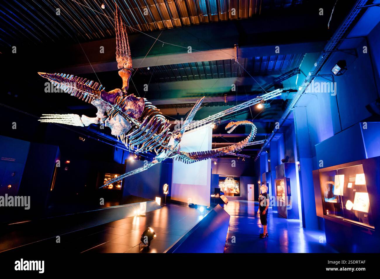 Plesiosaurs (Plesiosauria) early Jurassic period, Dinòpolis ...