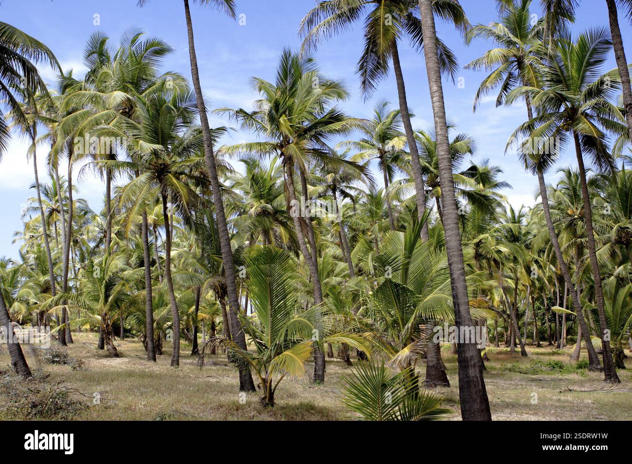 Coconut trees and blue sky, Village Bhogwe, Konkan, District ...
