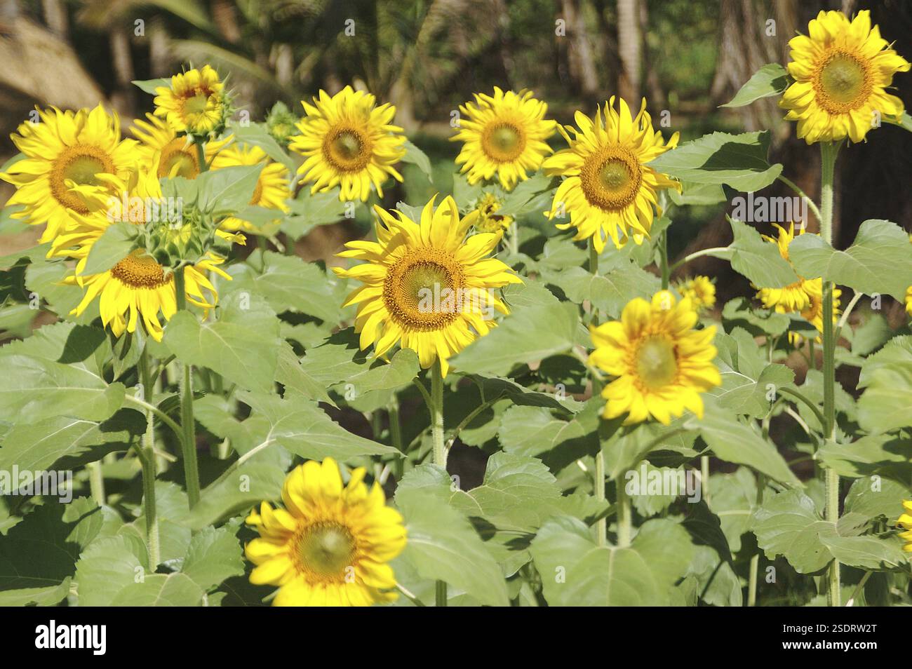 Yellow and golden oil seed flower, Sun flower, Helianthus annuus ...