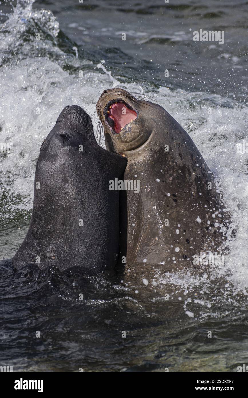 Young male Southern elephant seals (Mirounga leonina) playfully ...