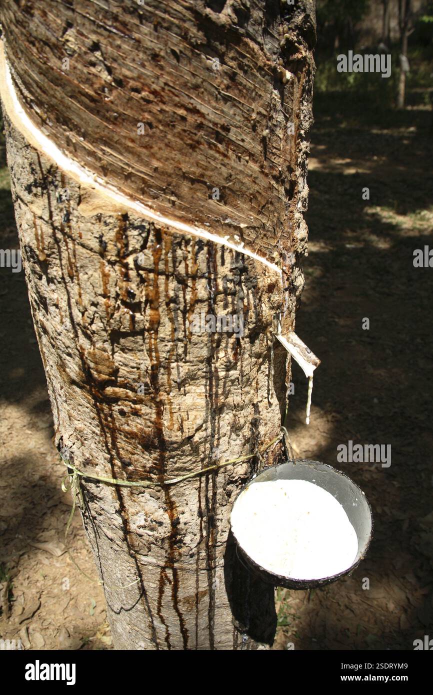 Rubber tree Latin name Hevea Brasiliensis harvest by making long ...