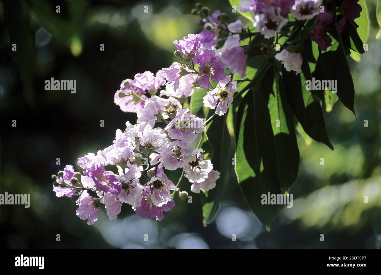 Lagerstroemia flowers, Regine (Tamnan), State flower of Maharashtra ...