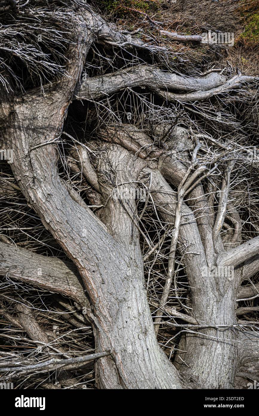 Wind-sculpted coastal pine (Pinus contorta), also known as Murray pine ...