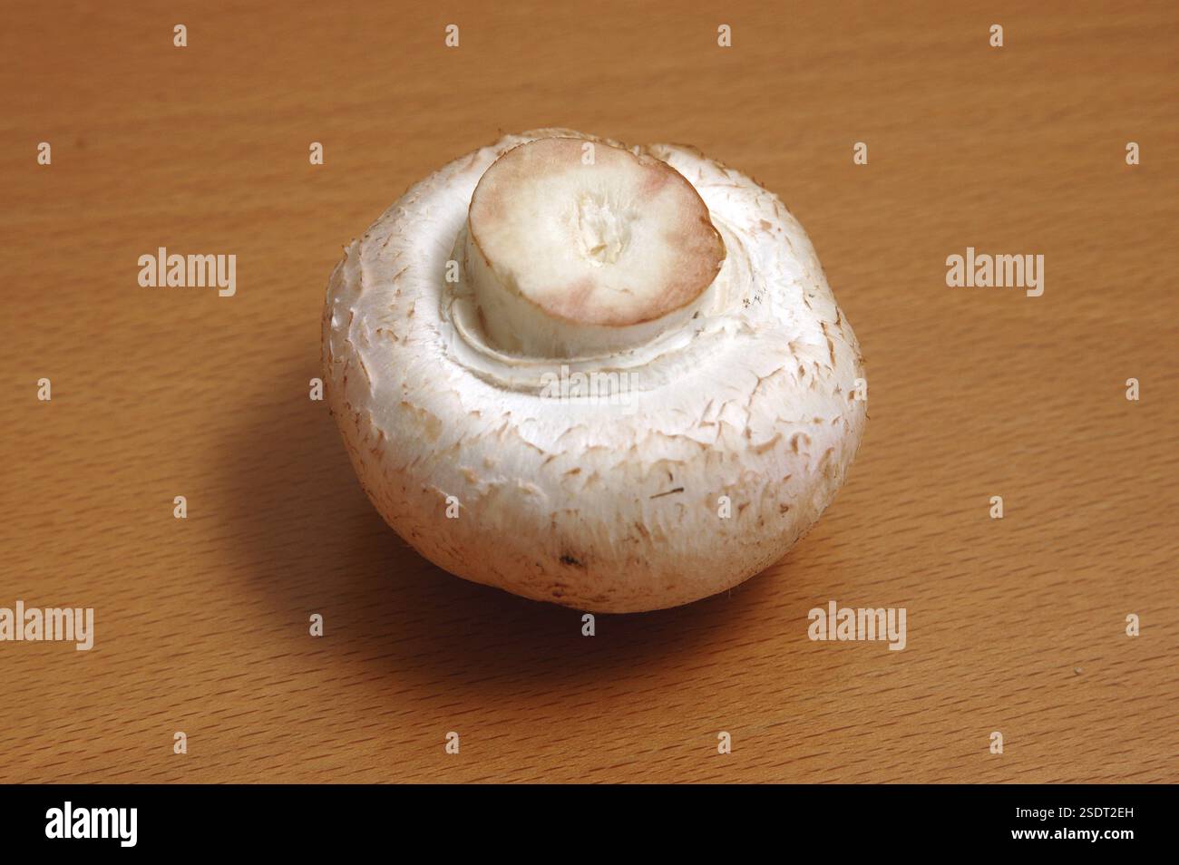 Vegetable, white button mushroom shape bottom side round Stock Photo ...