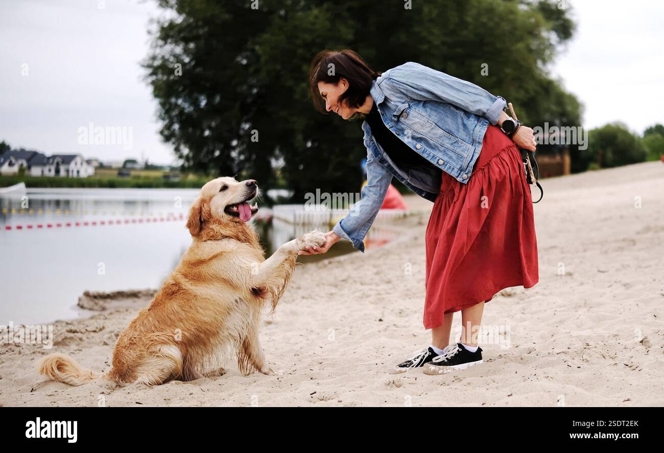 Female Owner Teaches Golden Retriever To Give A Paw. The Dog A Golden ...
