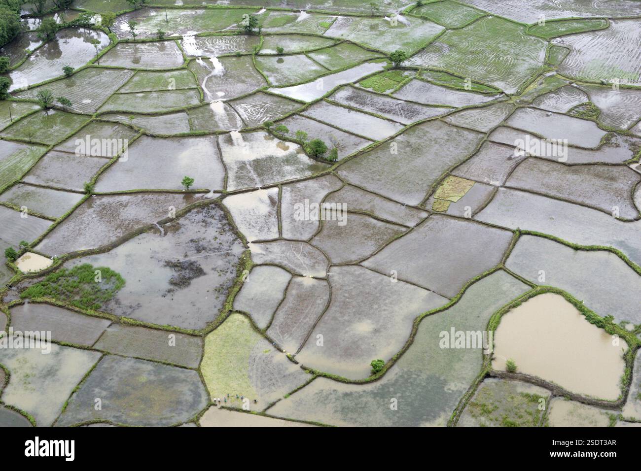 An aerial view of farming land immersed in water flood rocked in Raigad ...