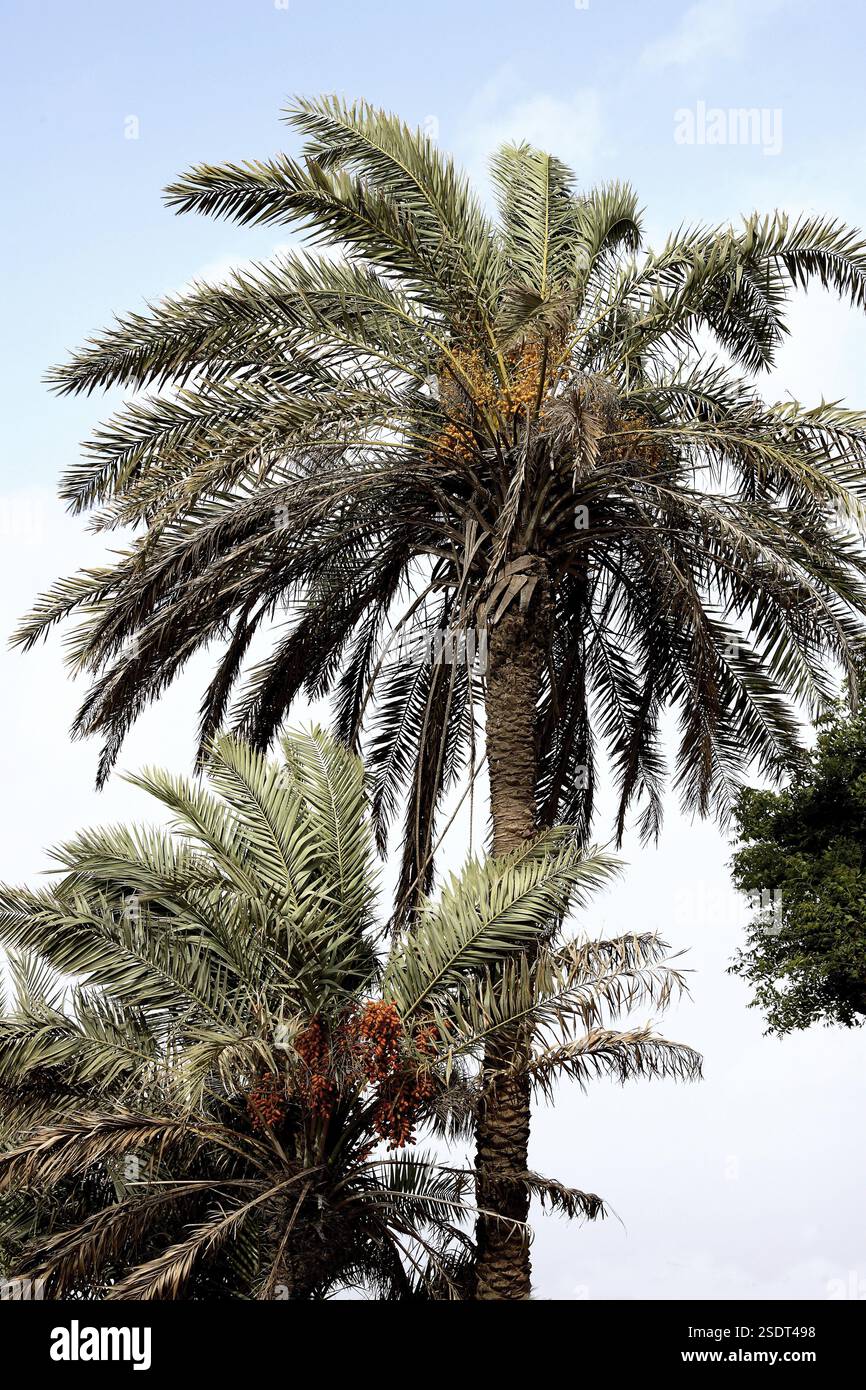 Red and yellow dates palm Botanical name Phoenix Sylvestris Roxb sold ...