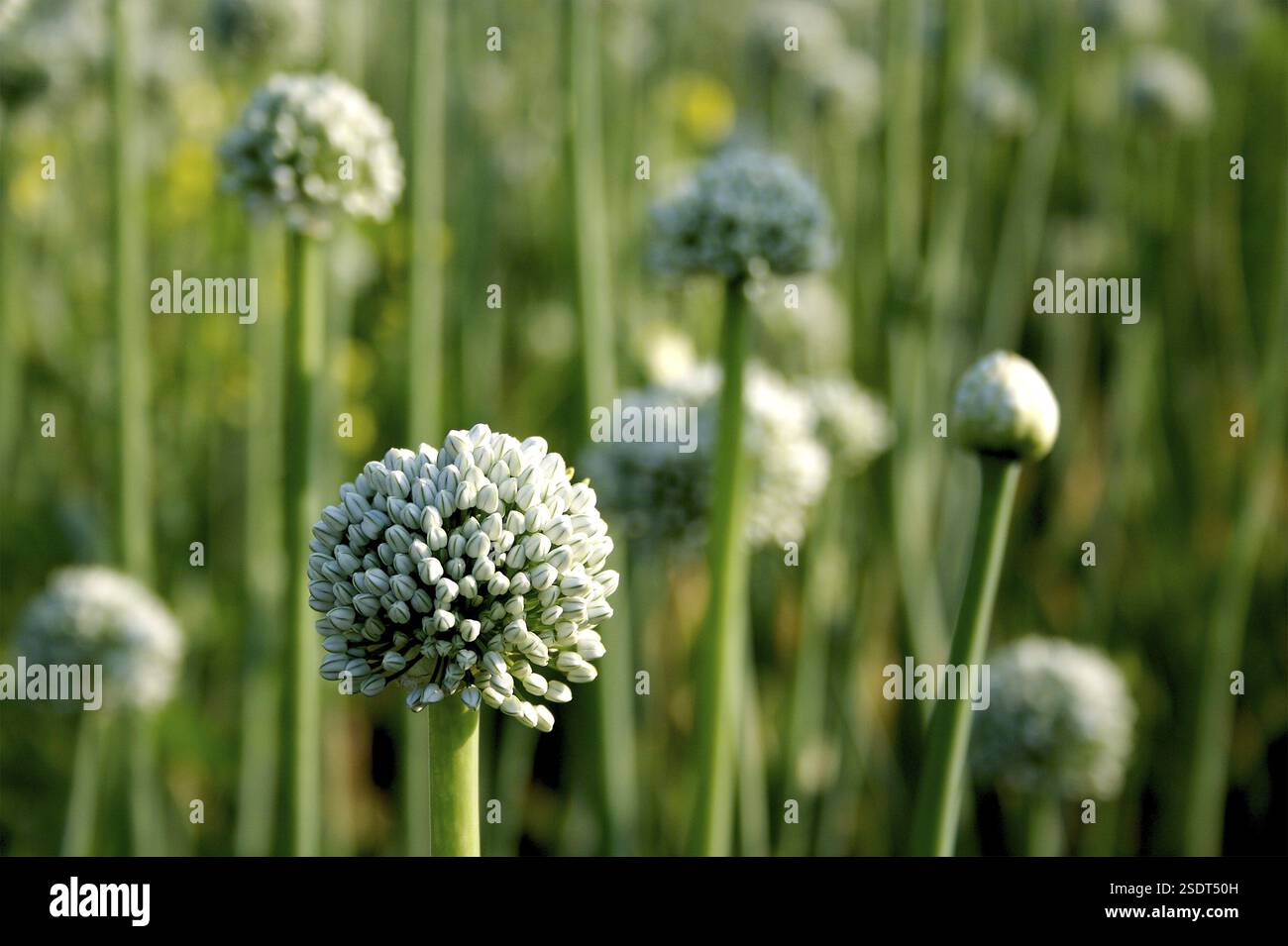 Gujarat flower hi-res stock photography and images - Alamy