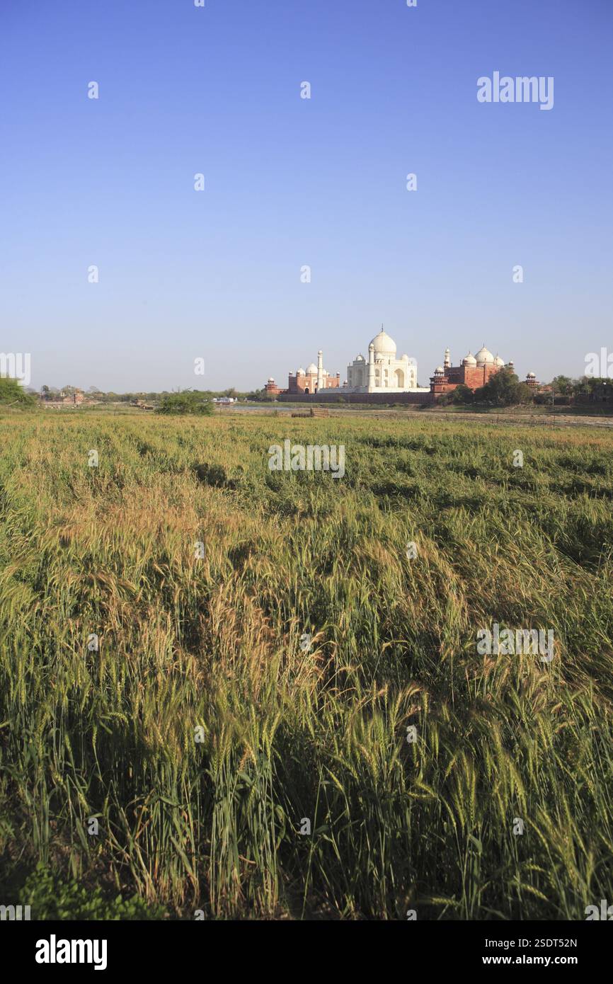 Wheat crops in field at Taj Mahal on the bank of Yamuna river, Agra ...