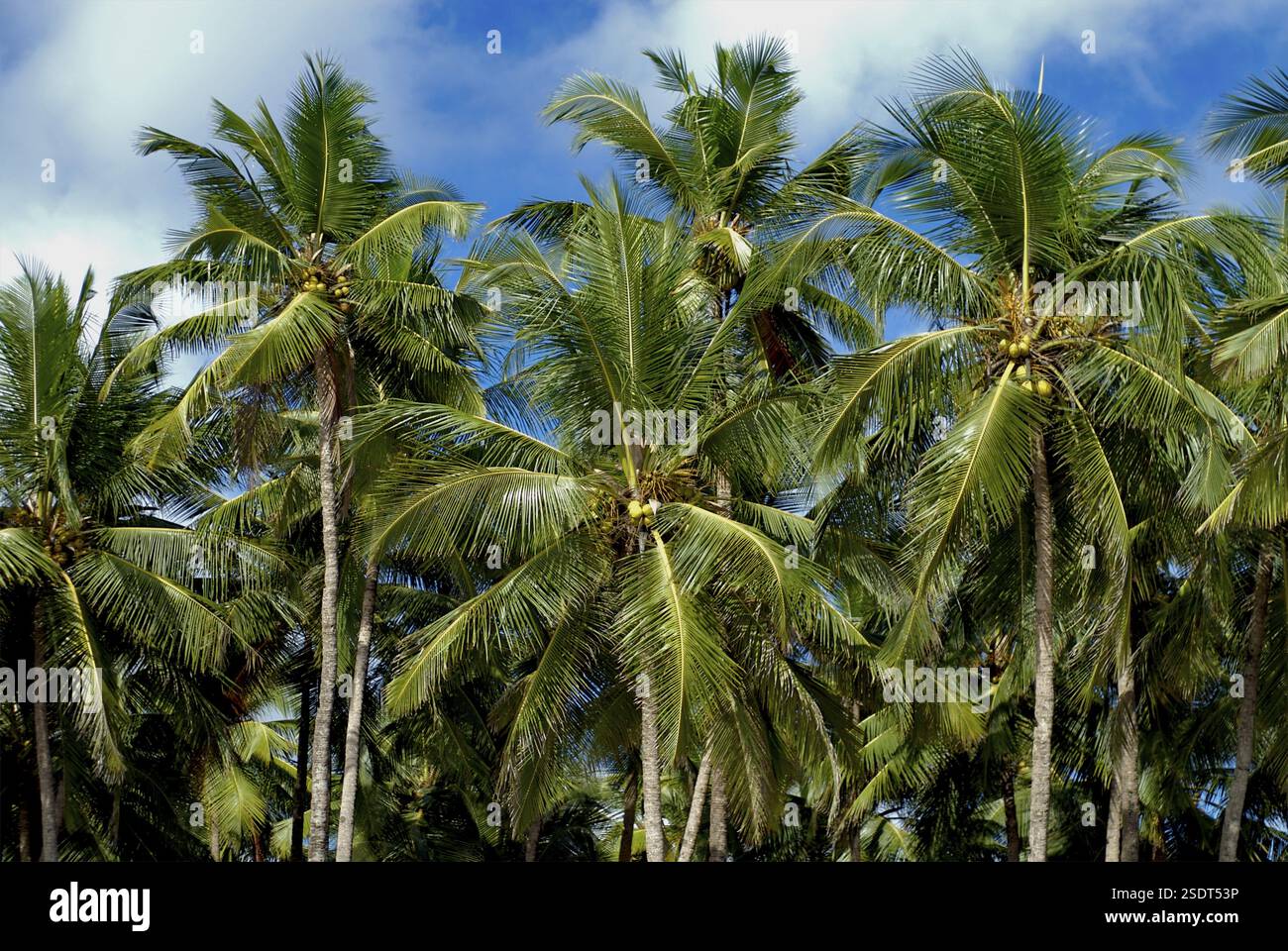 Coconut trees at Palolem beach, Goa, India, Asia Stock Photo - Alamy