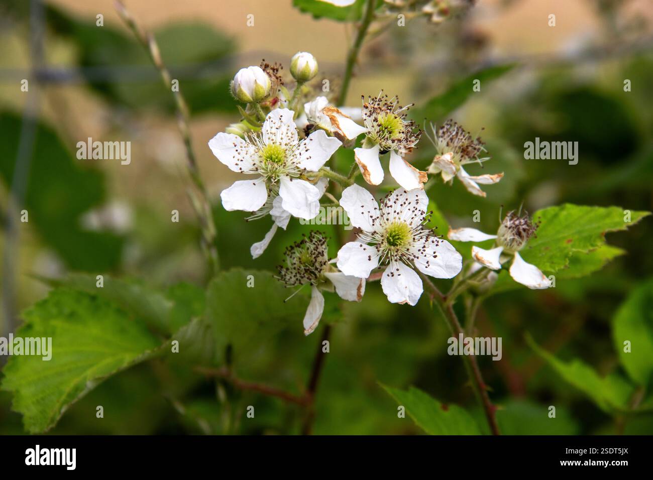 Frontal close up part hi-res stock photography and images - Alamy
