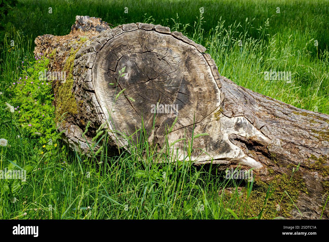On a rotting tree stump hi-res stock photography and images - Alamy