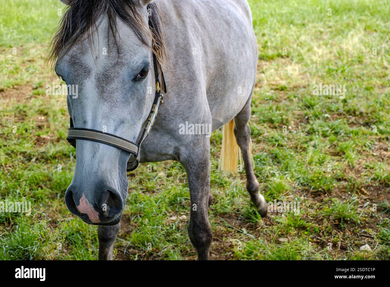 Young horses grazing in the paddocks of the Marbach Principal and State ...