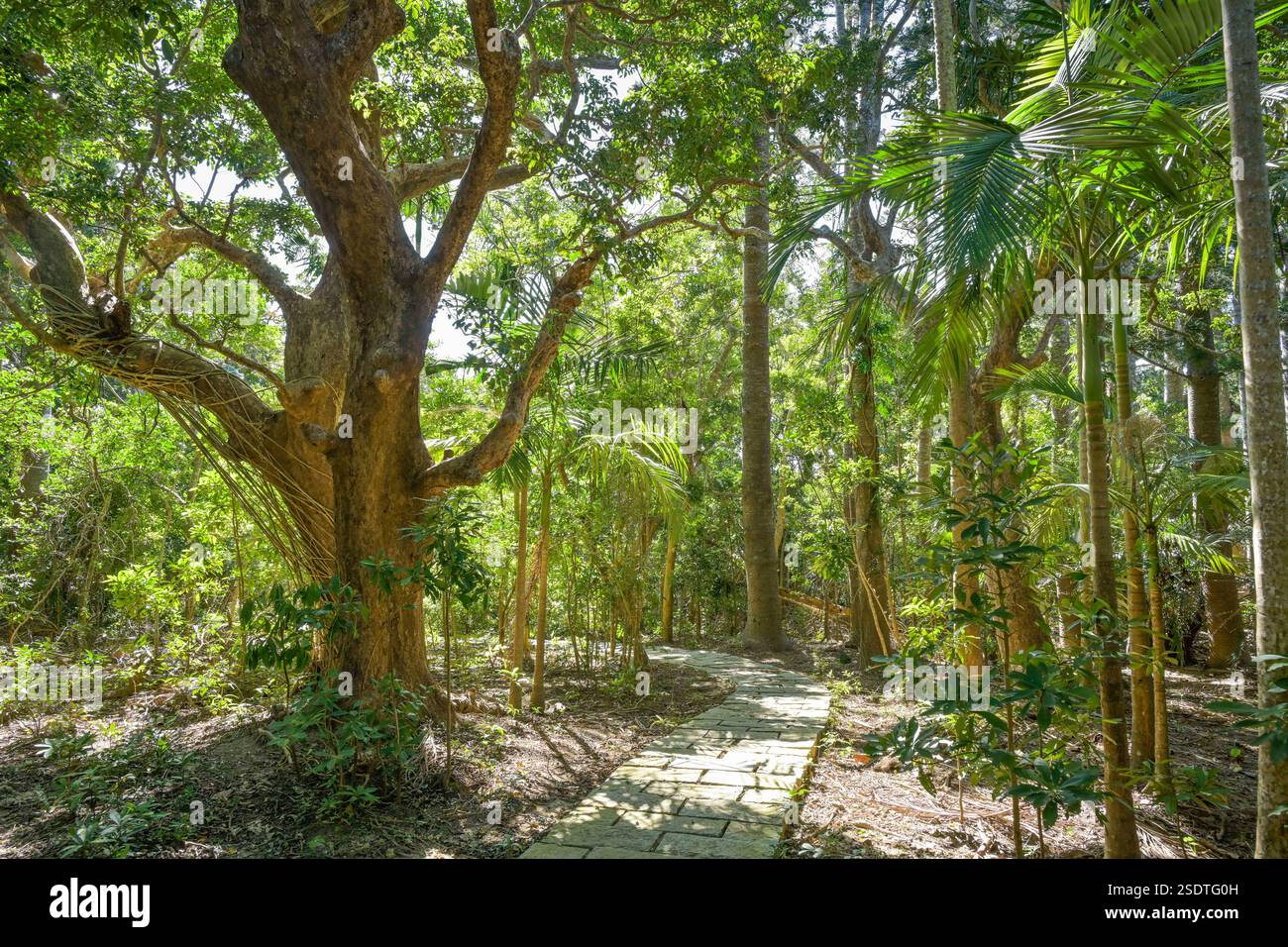 Bäume, Furong Trail, Kenting National Forest Recreation Area, Kenting ...