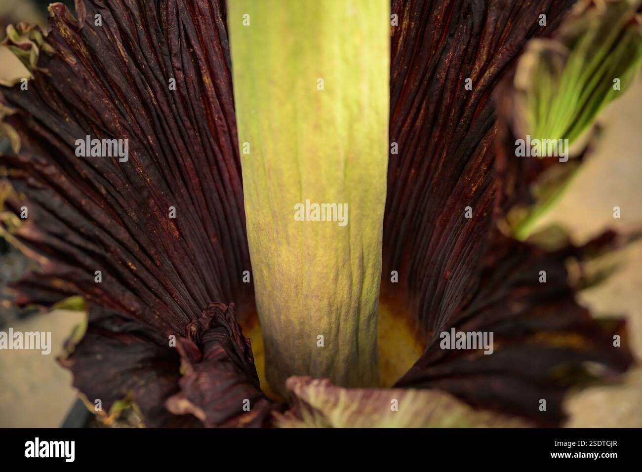 A close up of the inside of the Corpse Flower. A second corpse flower ...