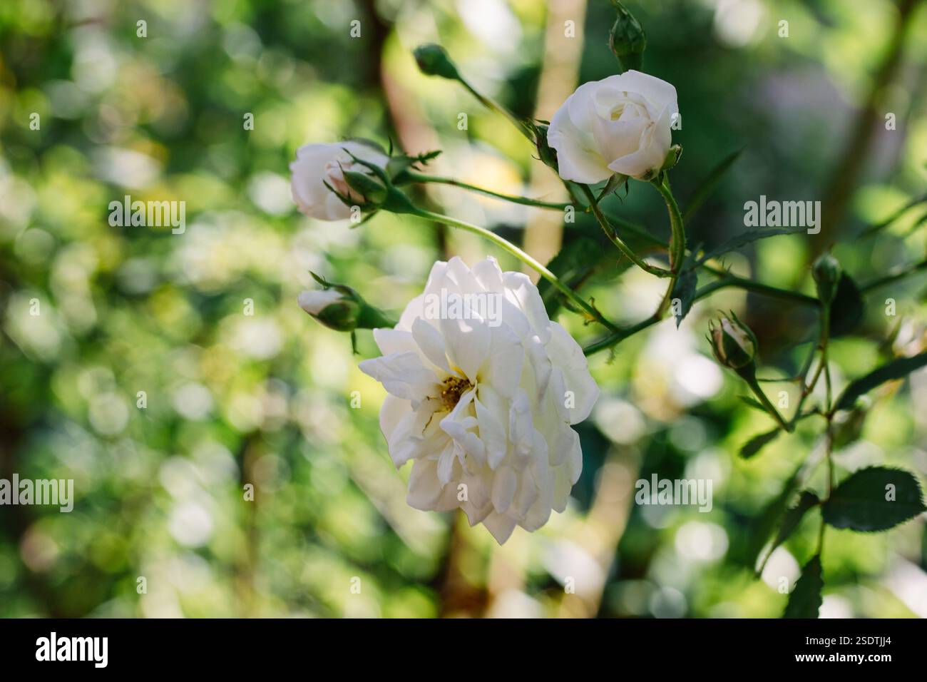 The buds of fragrant white roses grow and fragrance on a shrub in the ...