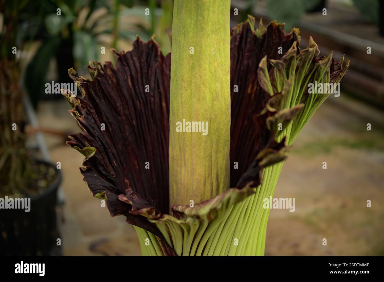 The Corpse Flower seen placed in the glasshouse. A second corpse flower ...