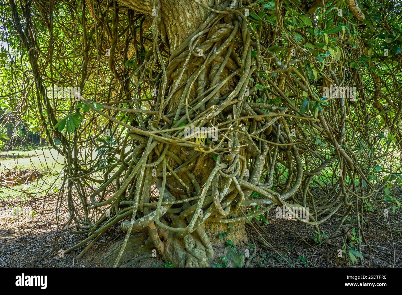 Schlingpflanze, Liane umwickelt einen Baum, Kenting National Forest ...