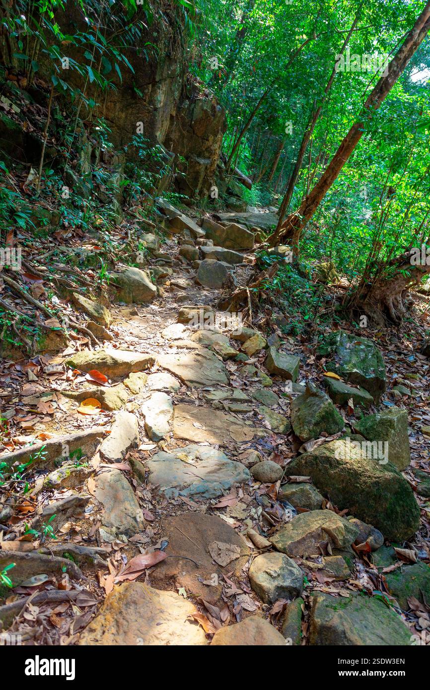 The path in the tropical jungles of South East Asia Thailand Koh Chang ...