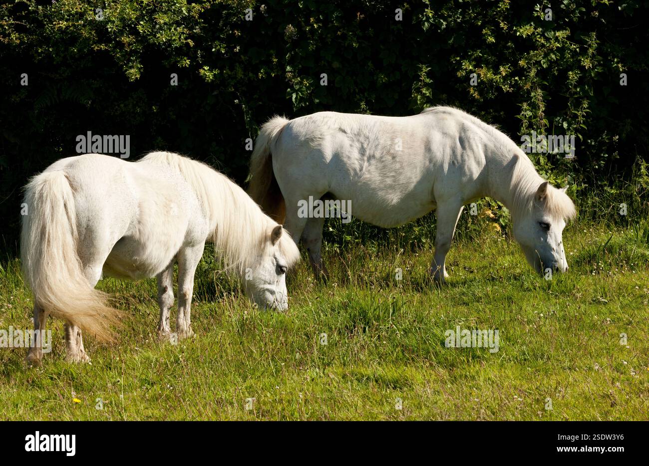 Two grey Shetland ponies grazing Stock Photo - Alamy