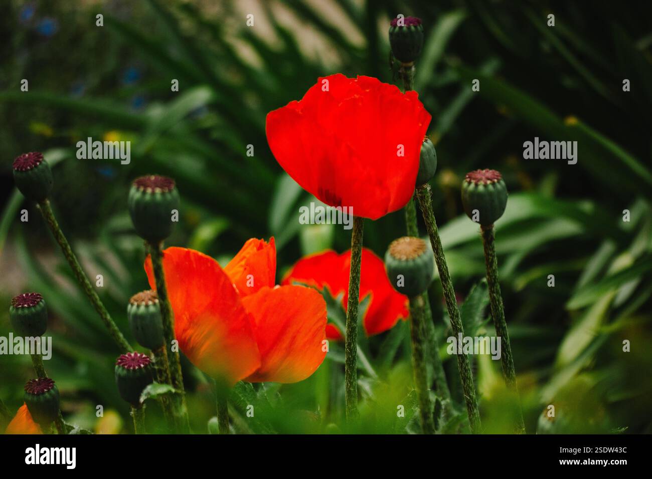 Red poppy buds in bloom grow on a lawn in green grass in spring. Summer ...