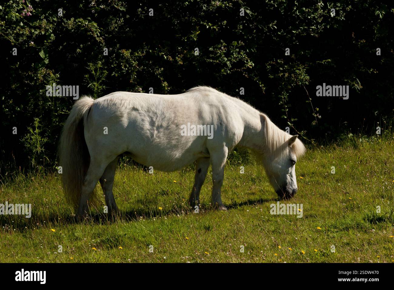 A grey pony eating grass Stock Photo - Alamy
