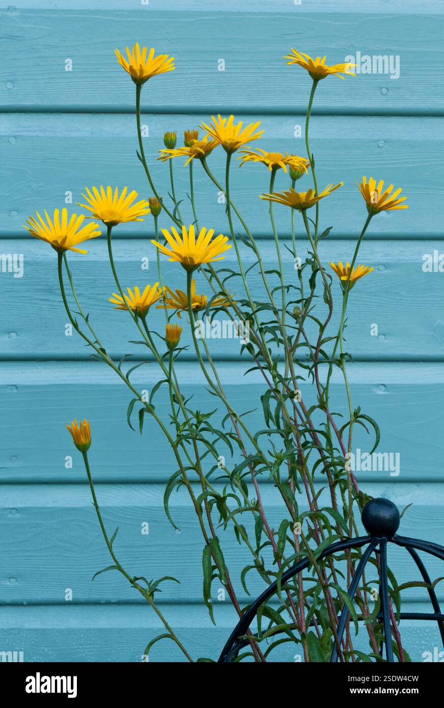 Yellow blue flowers small hi-res stock photography and images - Alamy