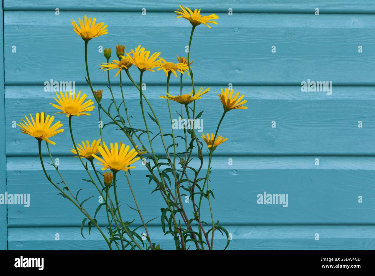 Yellow blue summer flowers hi-res stock photography and images - Alamy