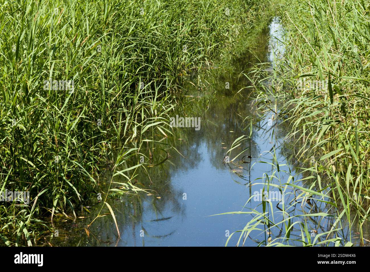 Water fringed vegetation hi-res stock photography and images - Alamy
