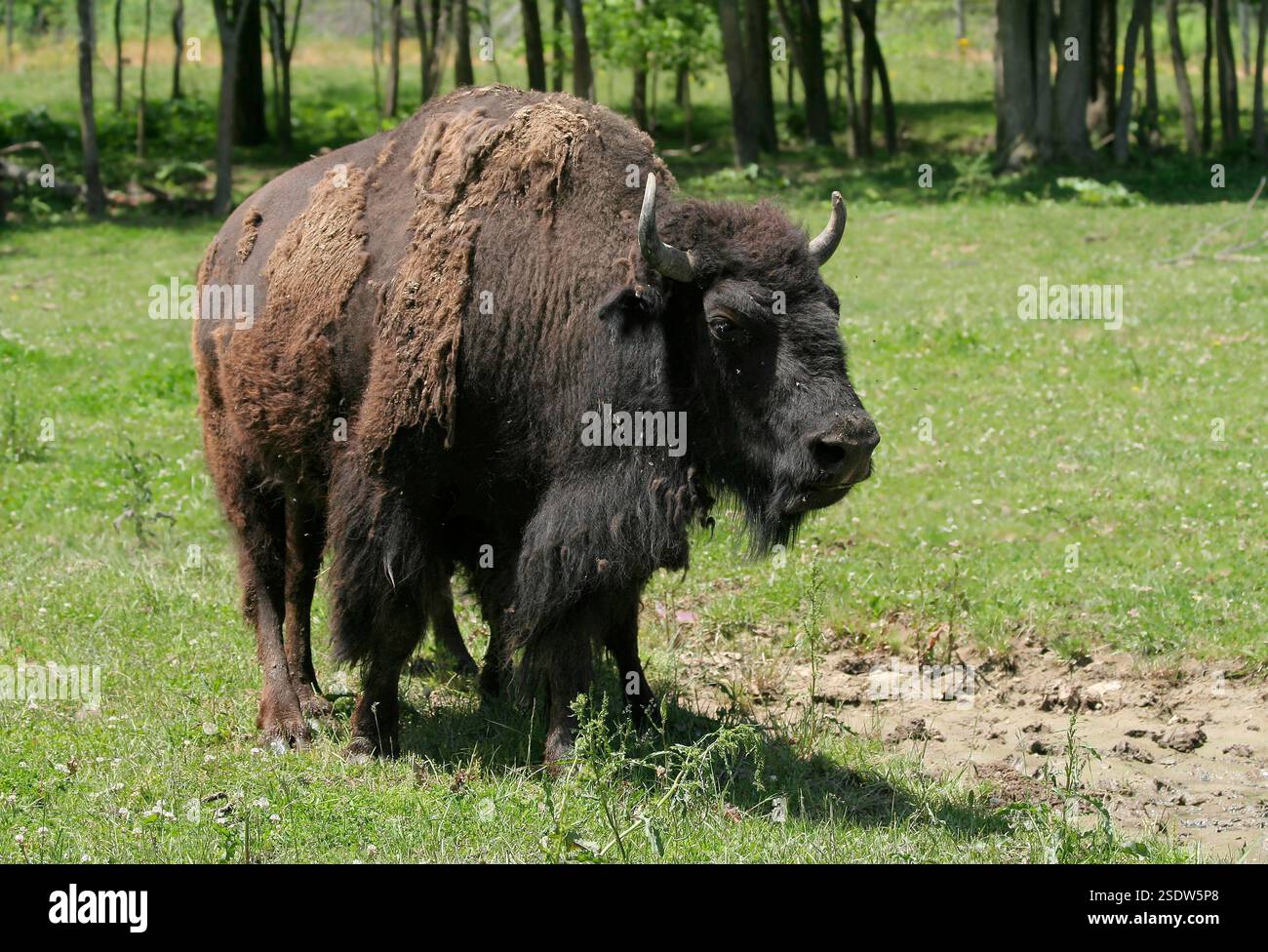 American Bison with Horns standing on Grass in Seymour, IN, USA Stock ...