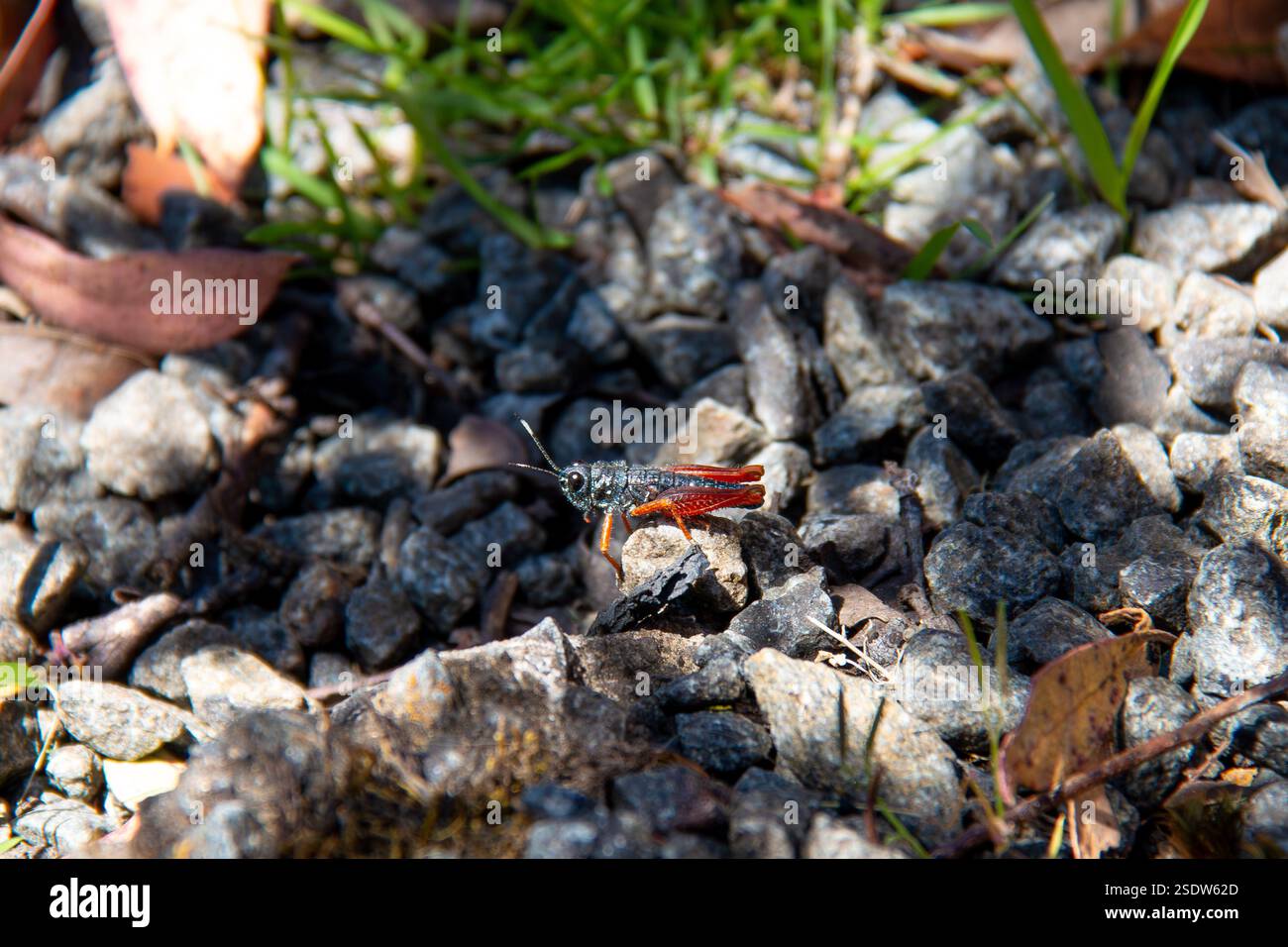 Tallus grasshopper Tasmanalpina clavata Tasmanian alpine flightless ...