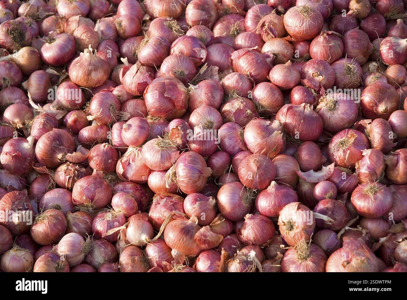 Pile of red skinned onions allium cepa Stock Photo - Alamy