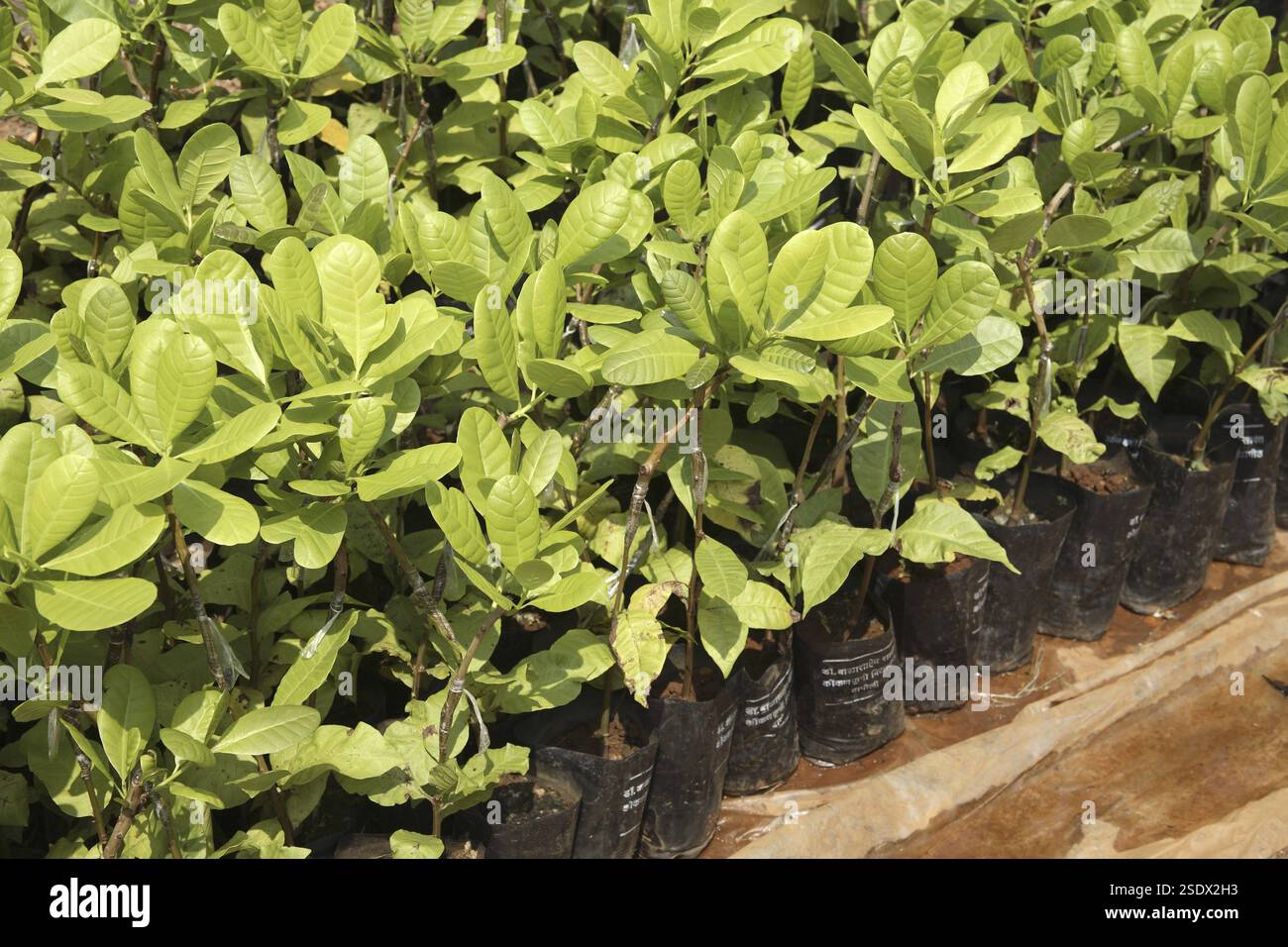 Nursery of Cashew plants with different varieties Anacardium ...