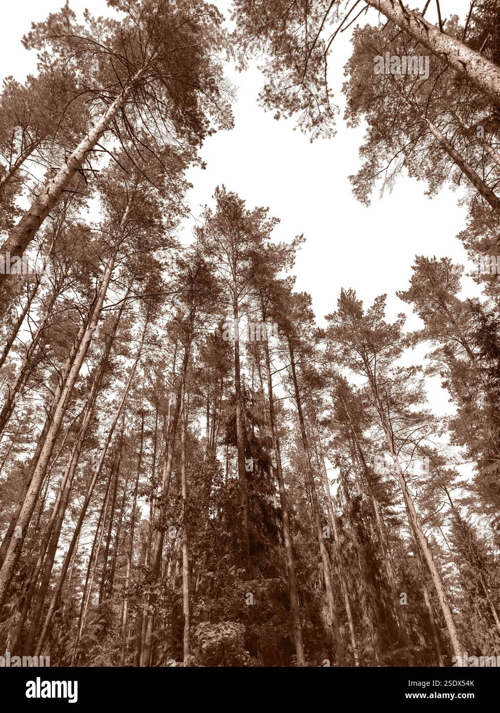 Tall pine tree with a sturdy trunk and evergreen branches reaching ...