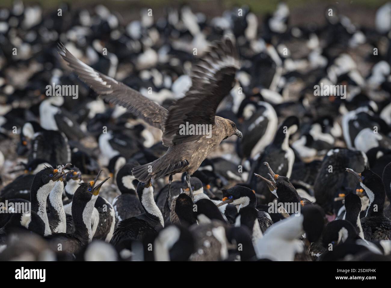 Subantarctic Skua, or Brown Skua (Catharacta antarctica), at a breeding ...