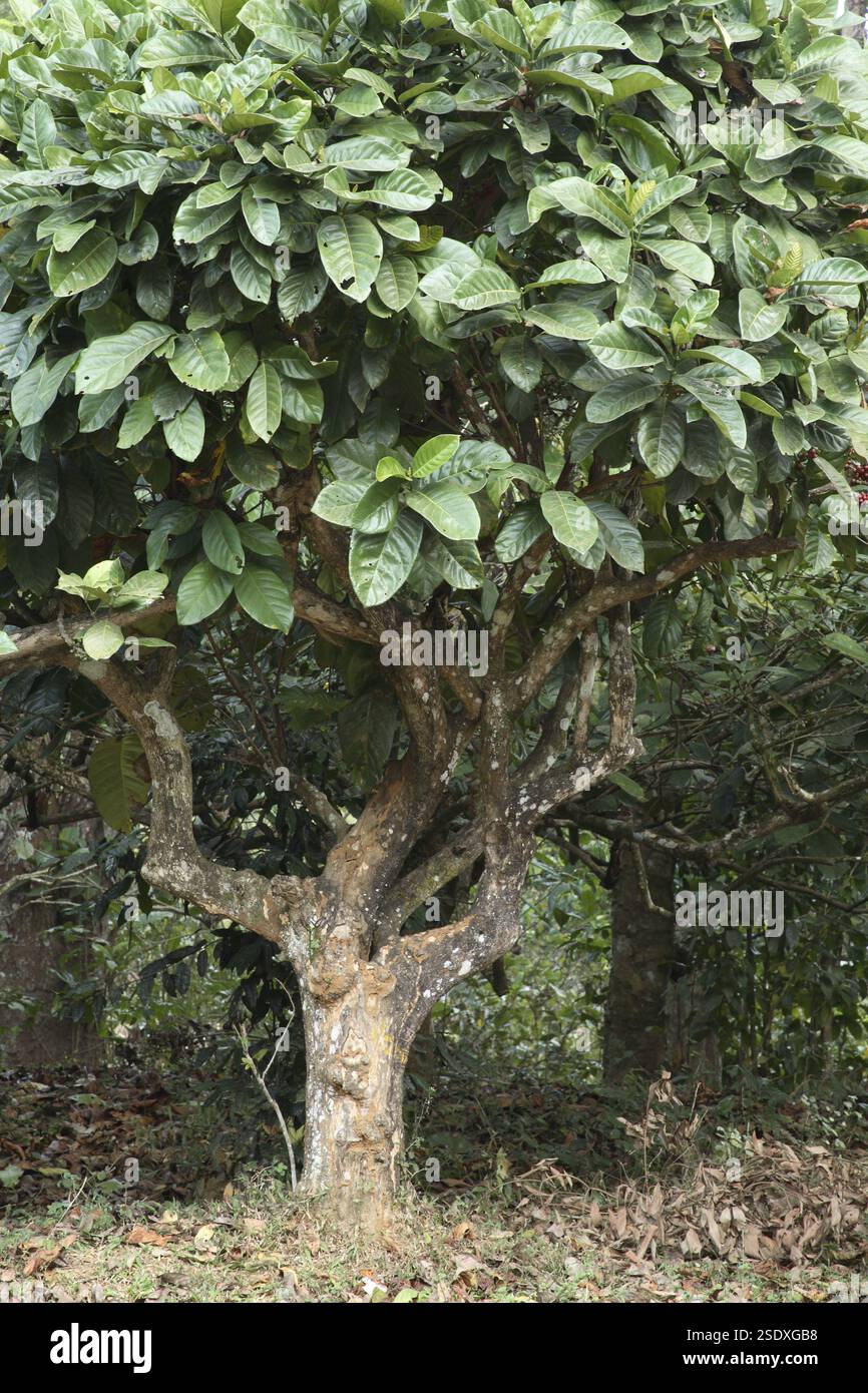 Coffee tree, Botanical name Coffee arabica, Kerala, India, Asia Stock ...