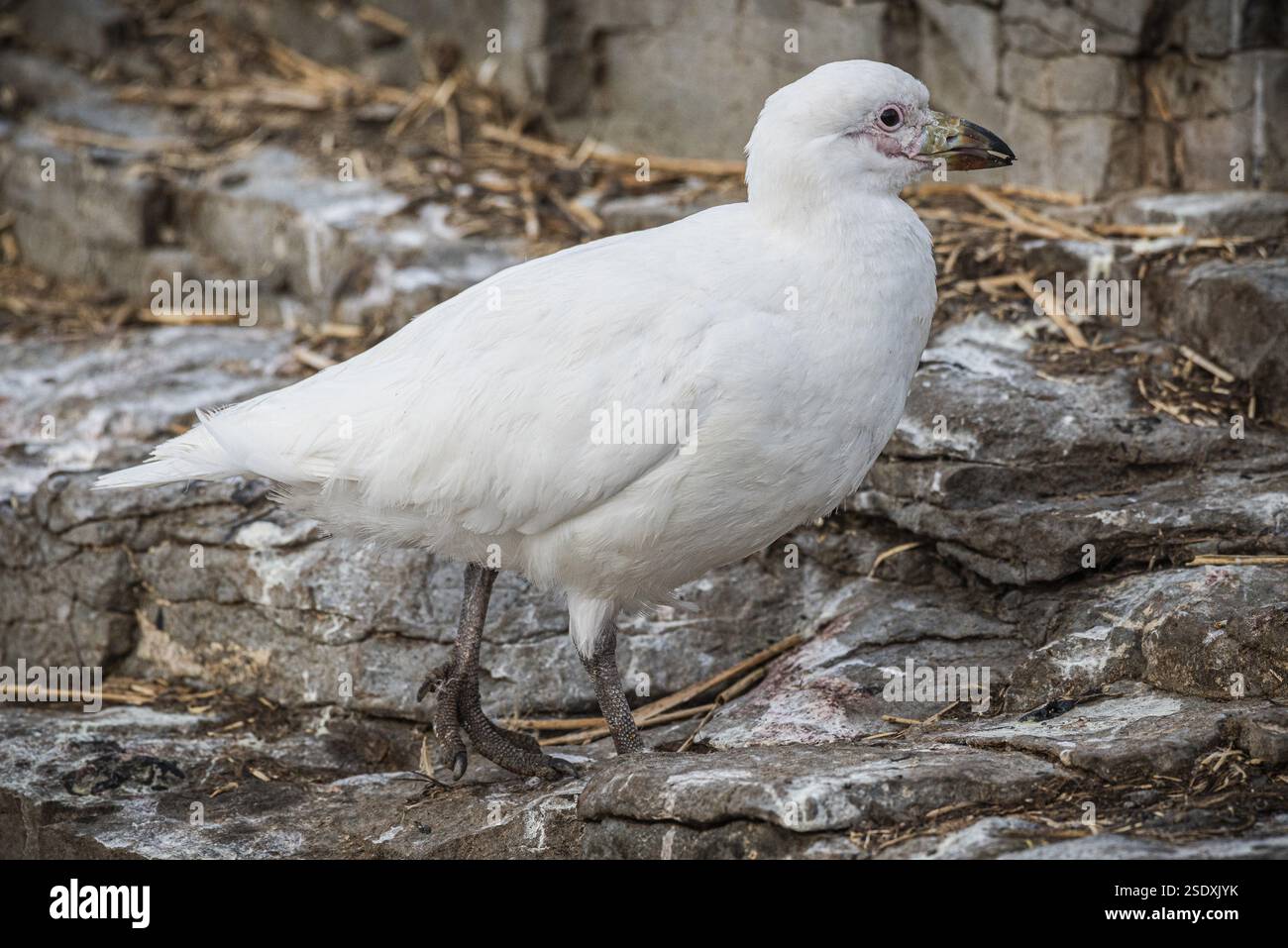 White-faced sheathbill (Chionis alba), Bleaker Island, Falkland Islands ...