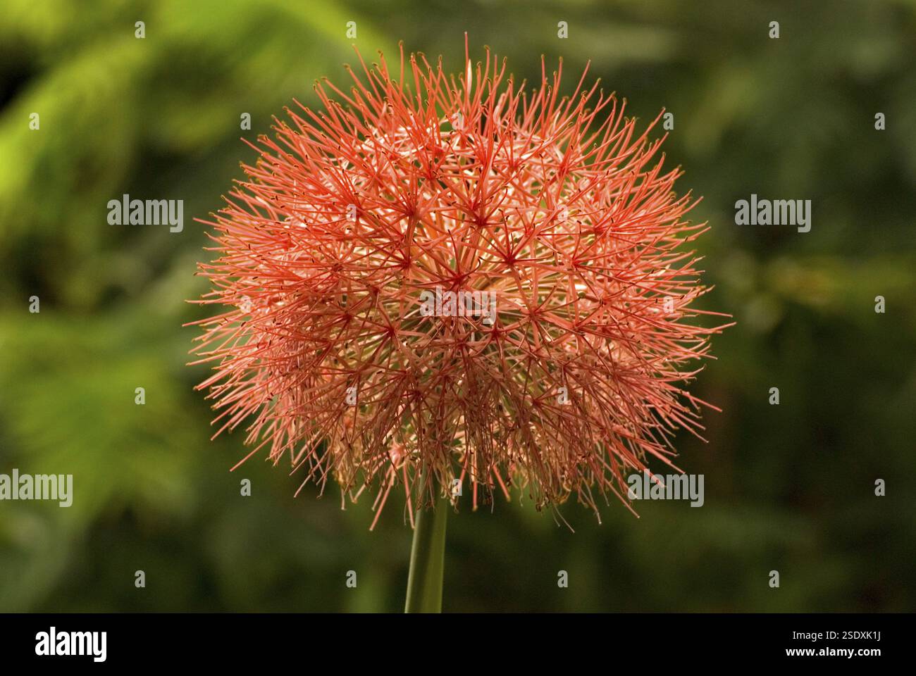 Fireball lily called football lily flower Haemanthus multiflorus Stock ...