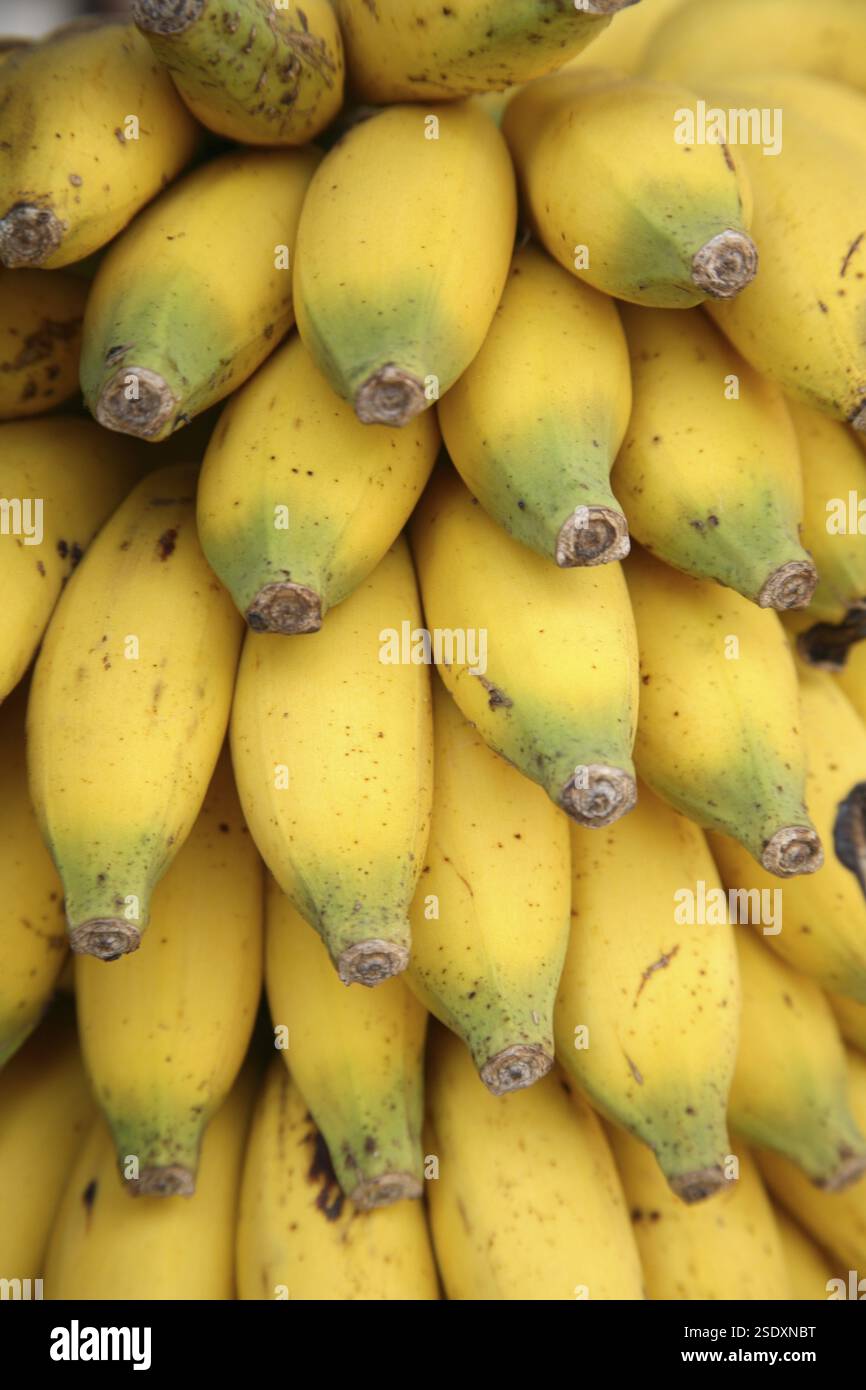 Fruit, Banana Botanical name Musa paradisiacal Family Musaceae bunch of ...