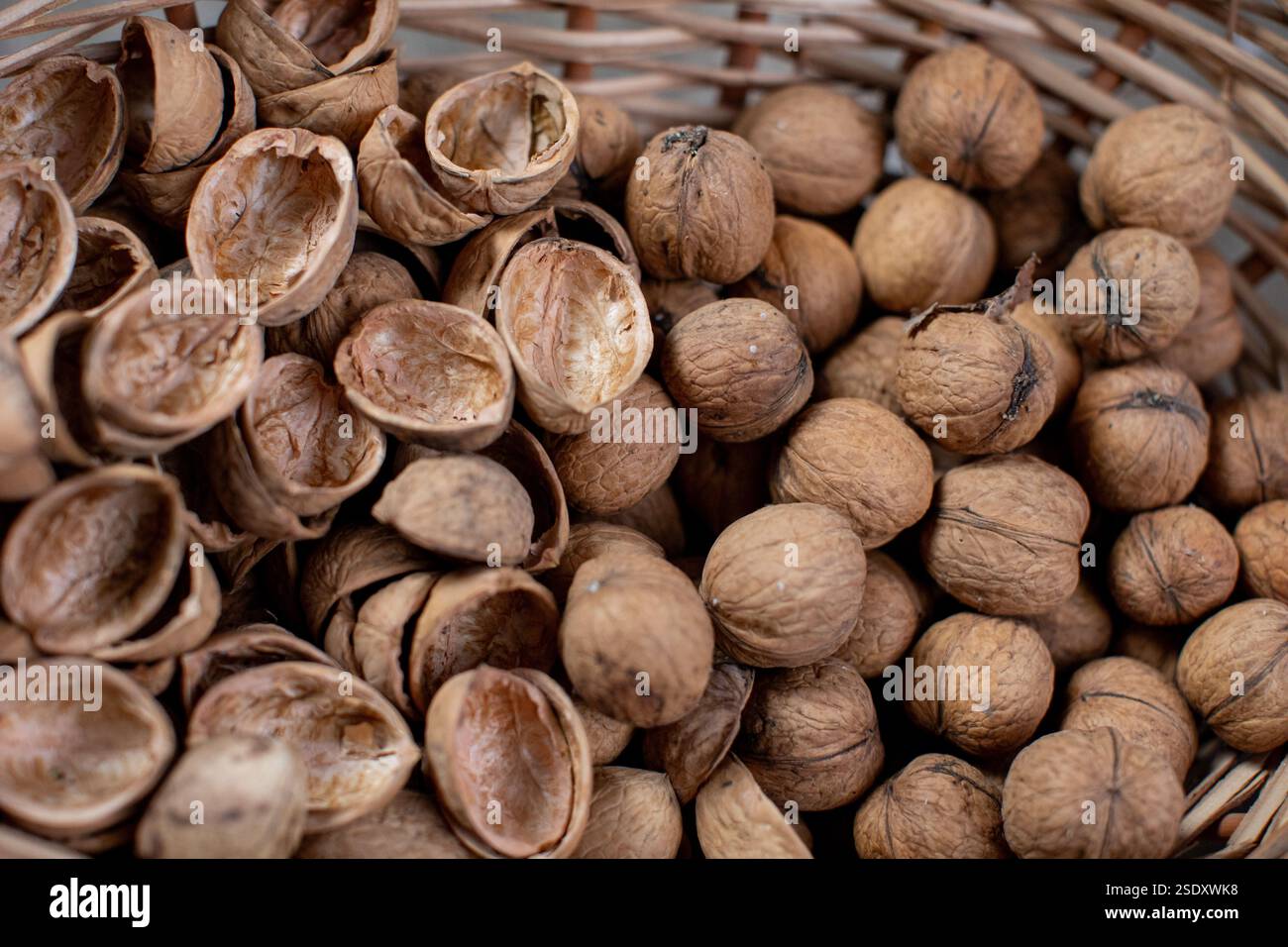 A collection of natural nut shells and seeds beautifully arranged in a ...