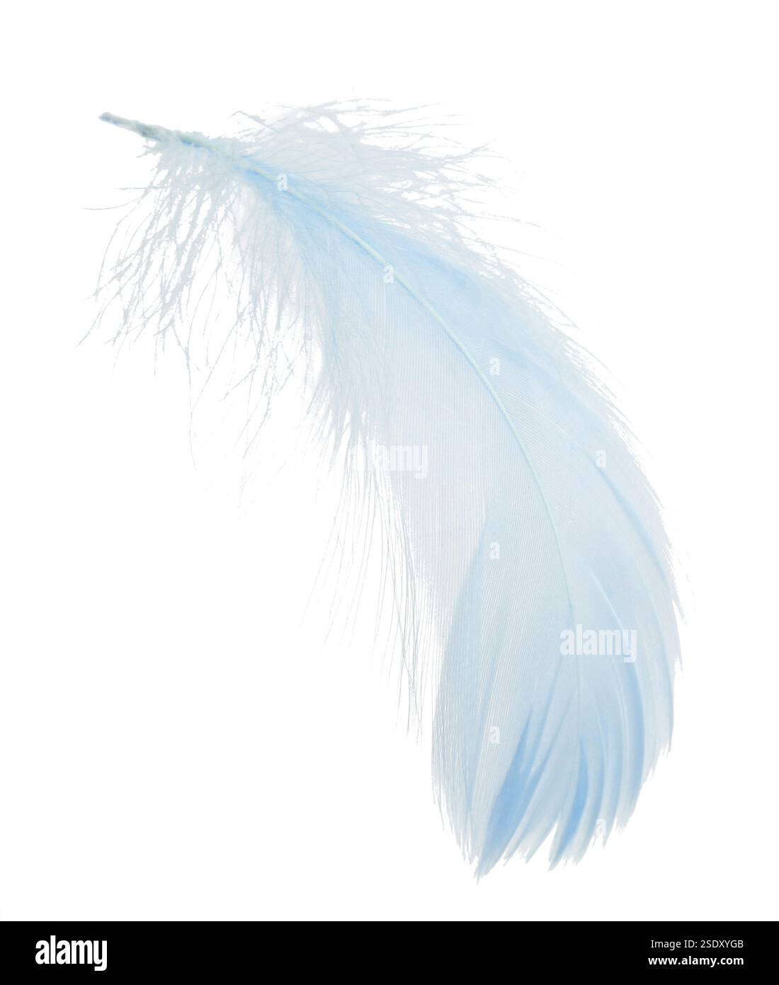 One fluffy light feather isolated on white Stock Photo - Alamy
