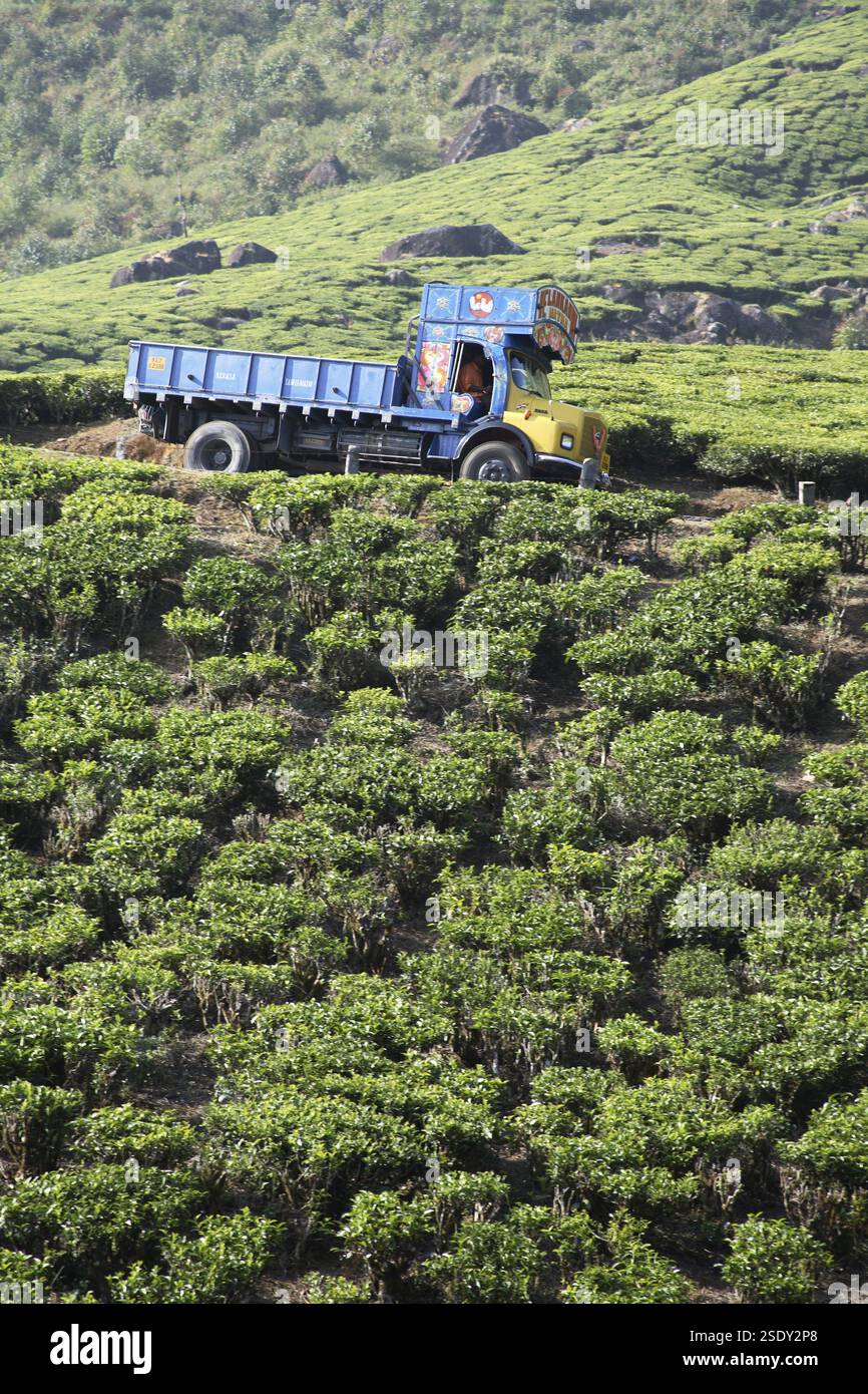 Tea plants Latin name Camellia sinensis fresh foliage and tender leaves ...