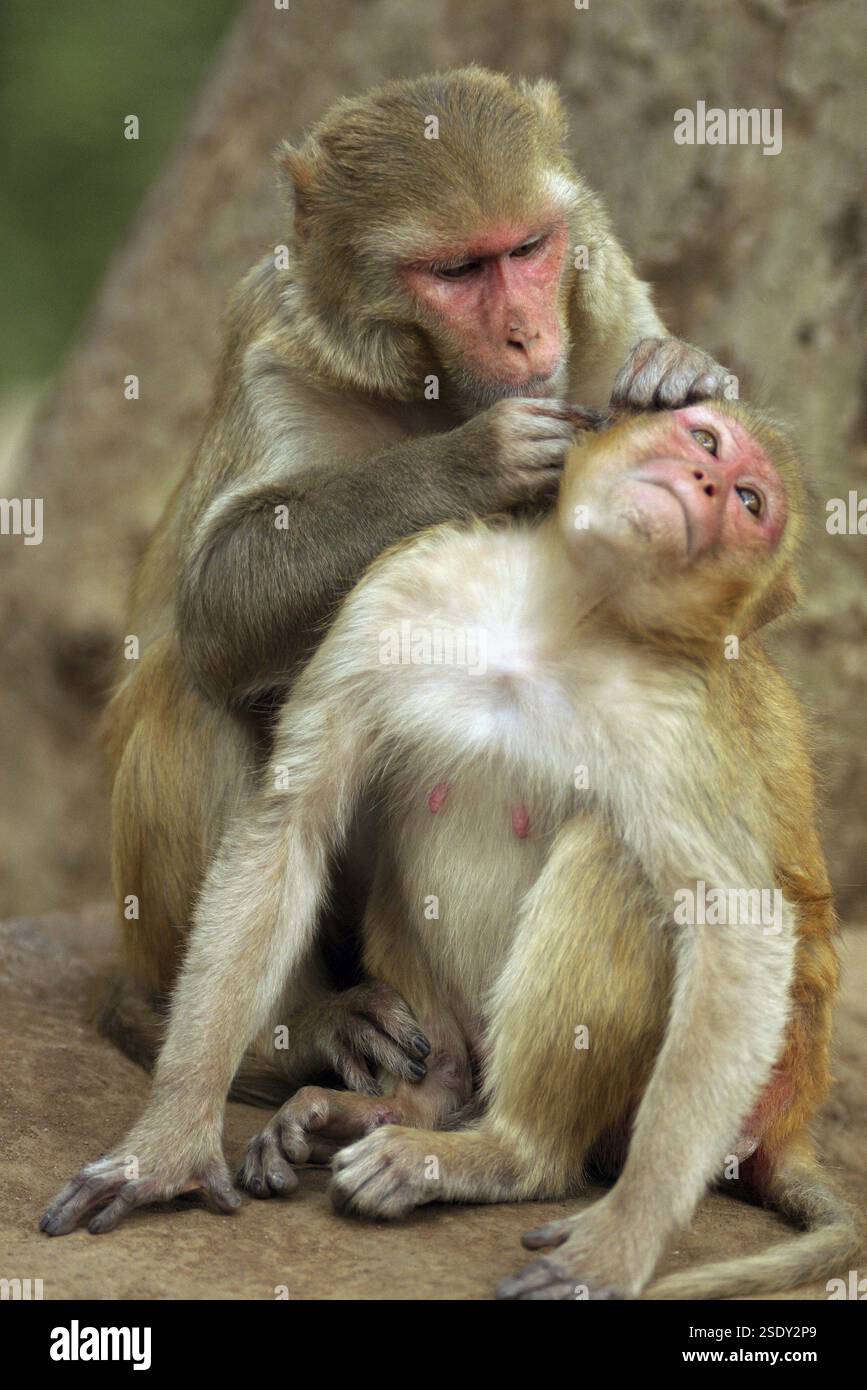 Rhesus Macque Macaca mulatta, male grooming female Stock Photo - Alamy